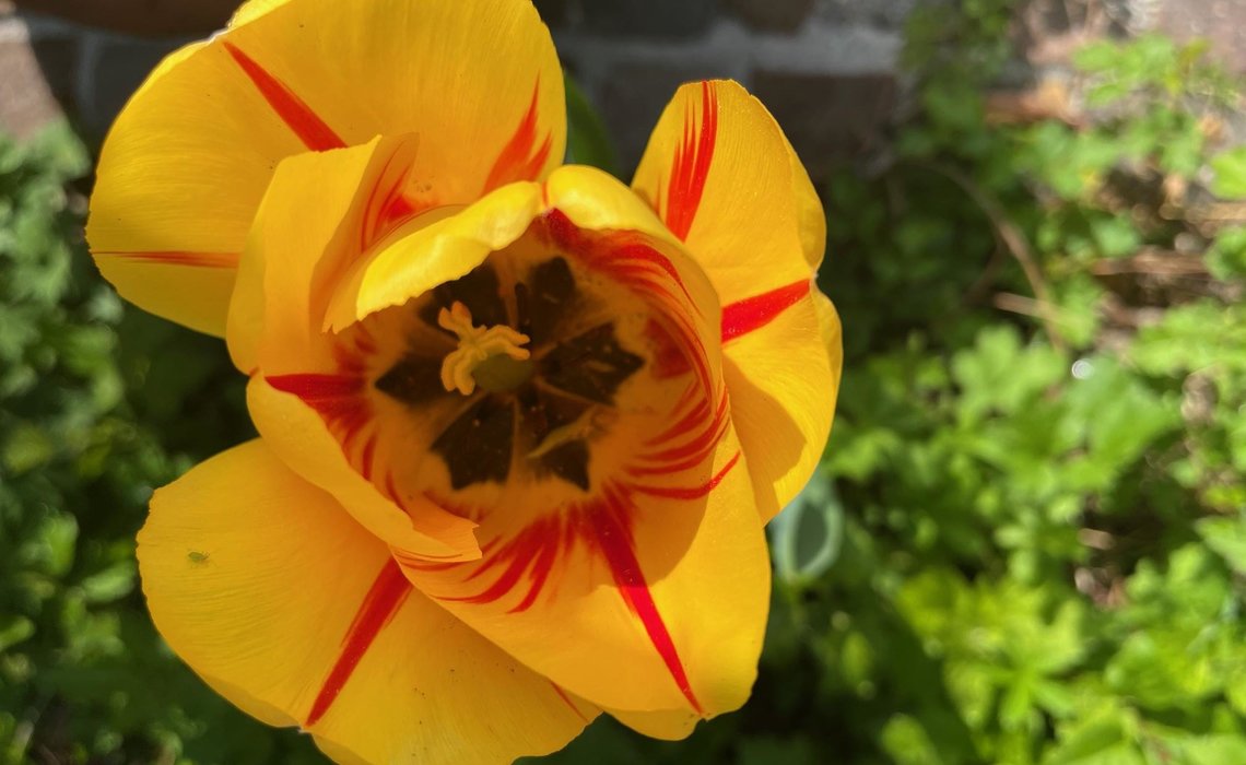 Der Frühling in meinem Garten