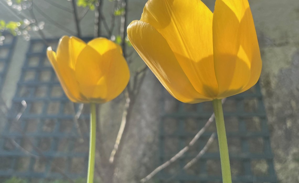 Der Frühling in meinem Garten