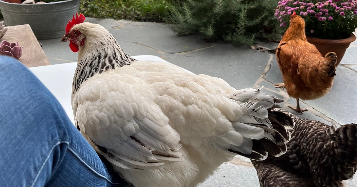 Ein Plädoyer für das Huhn